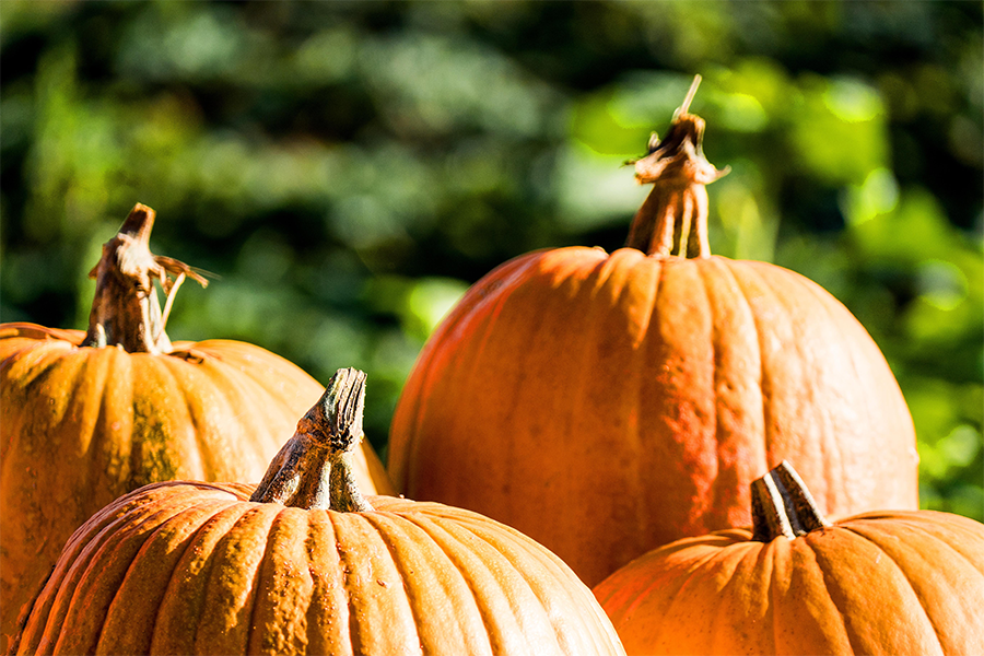 MH Weekly Update Friday, October 31, 2025 - Mayland Heights School